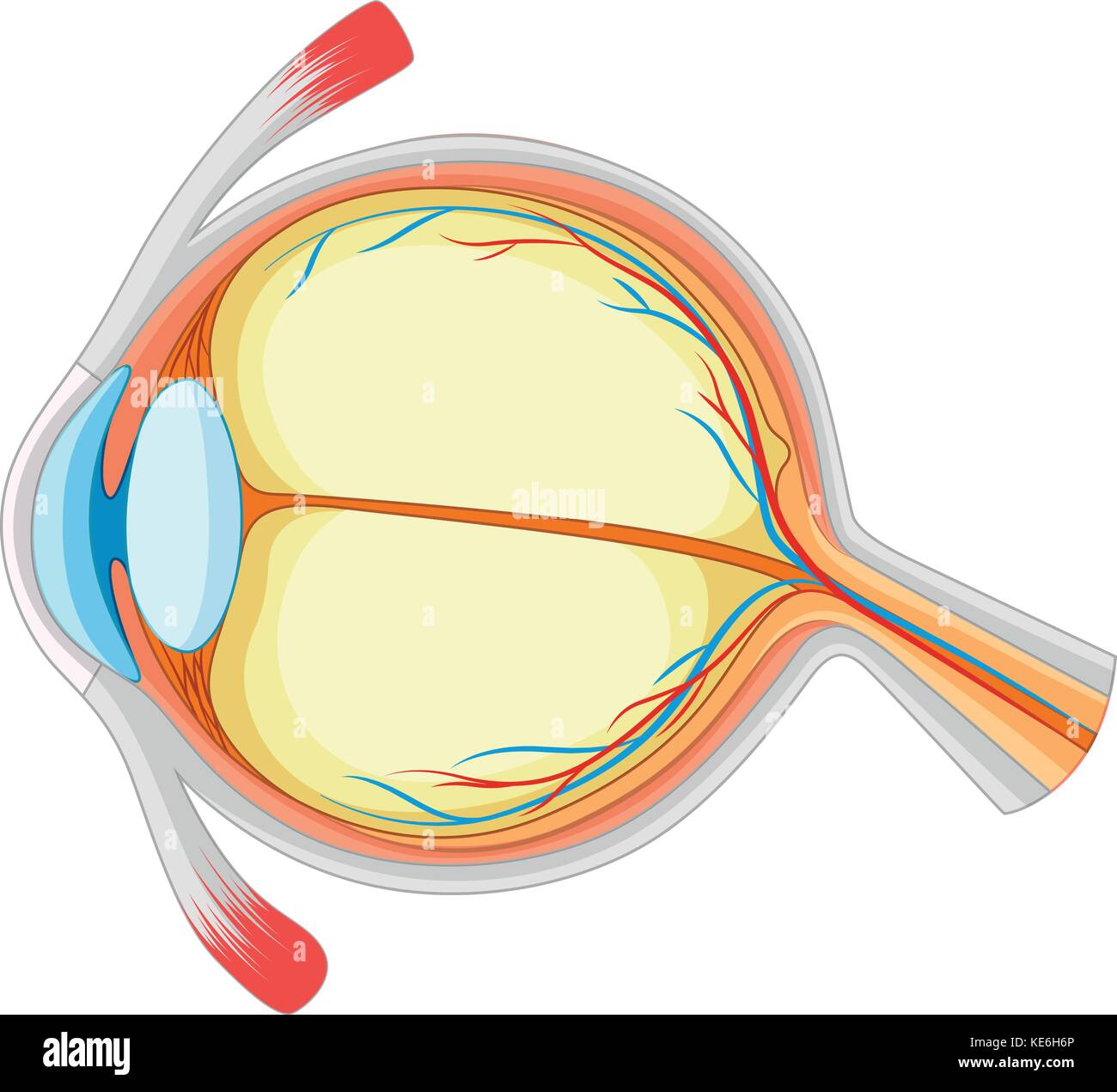 Diagram of eyes disease illustration Stock Vector Image & Art - Alamy