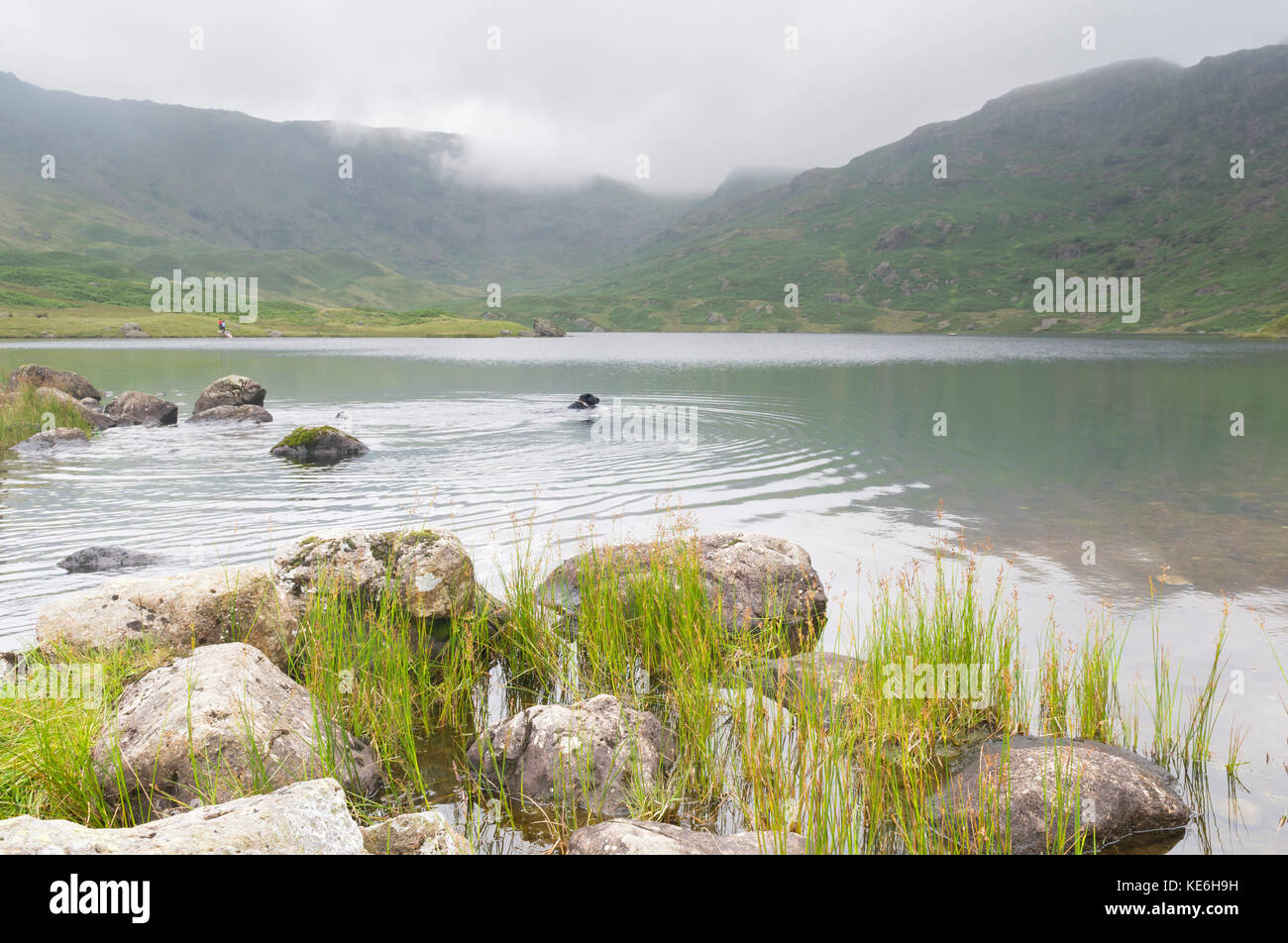 Swimming tarn lake district hi-res stock photography and images - Alamy