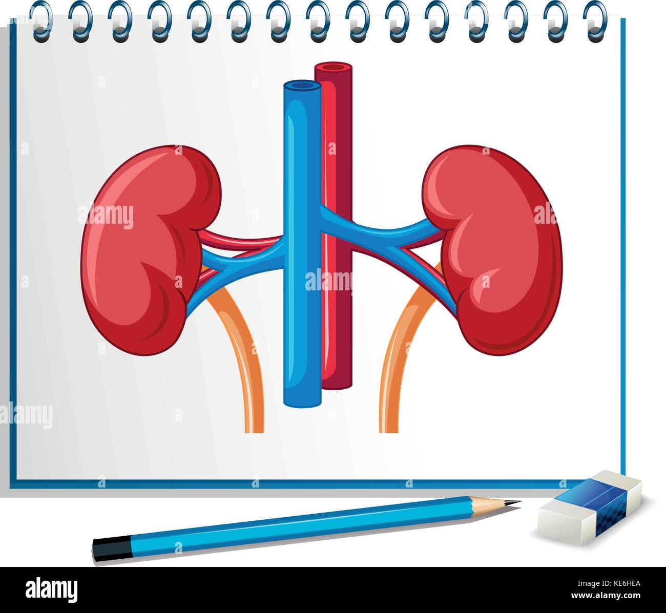 Human organs paper hi-res stock photography and images - Alamy