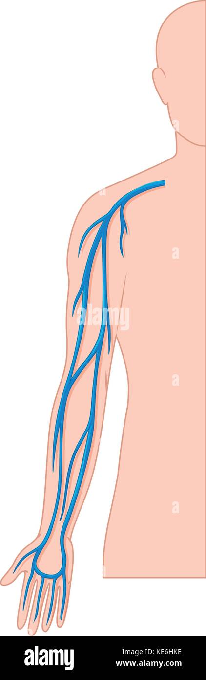 Blood vessels hand in human body illustration Stock Vector Image & Art ...