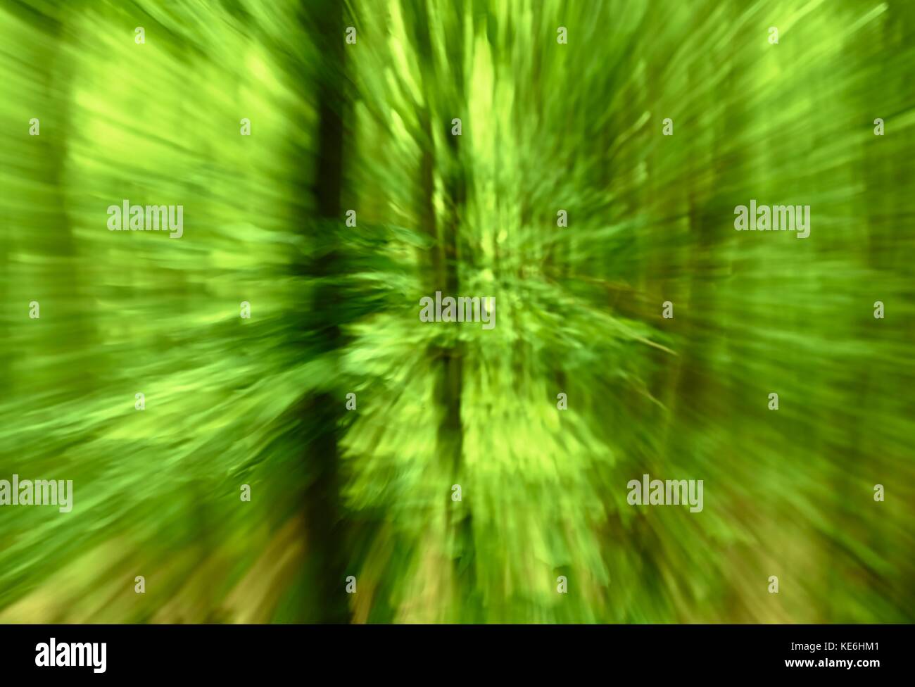Defocused forest for background. Blurred and de focused fresh green ...