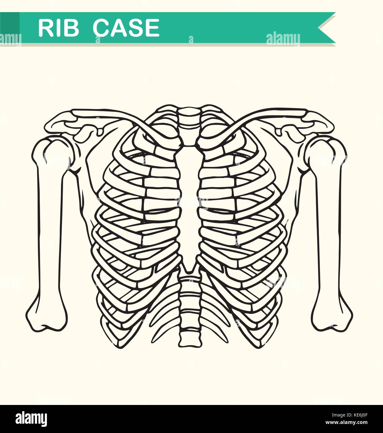 Rib Drawing High Resolution Stock Photography and Images - Alamy