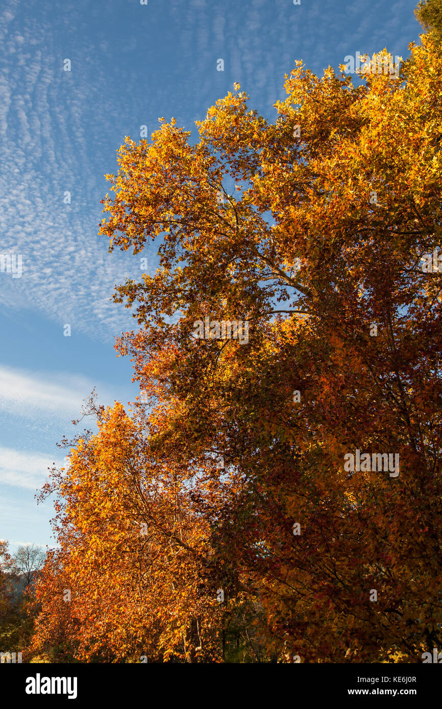 A large deciduous tree in autumn lit by afternoon sunshine showing ...
