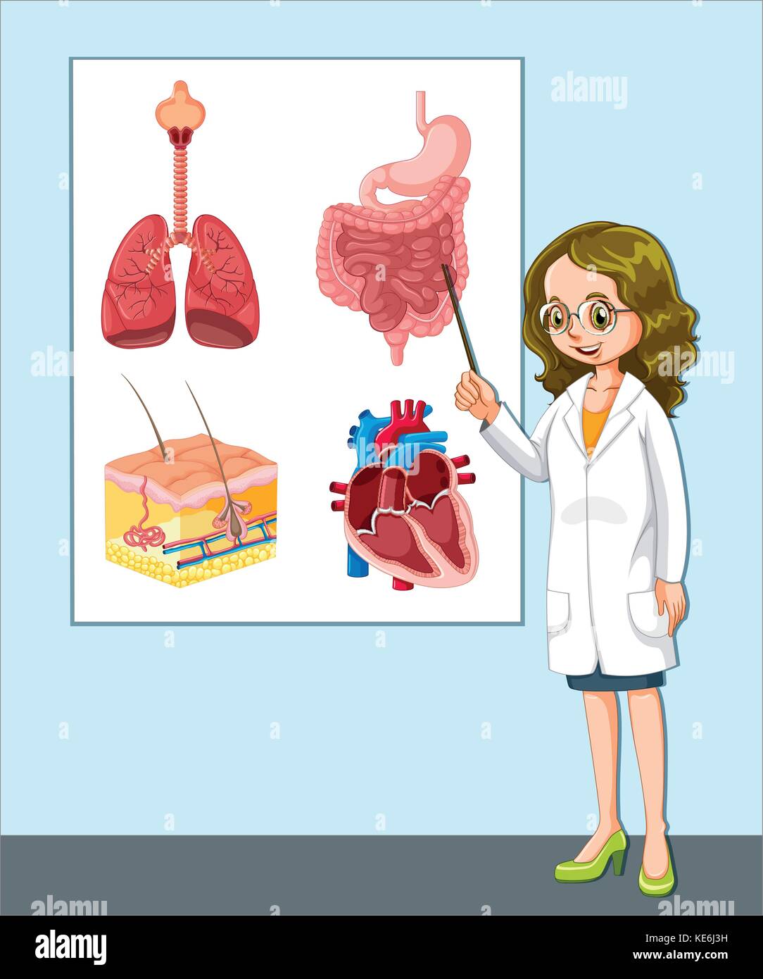 Doctor presenting different anatomy illustration Stock Vector Image ...
