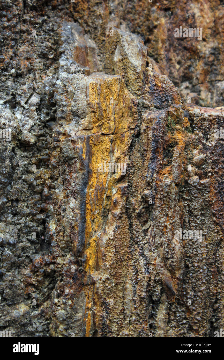 Silicification on conifer wood Stock Photo - Alamy