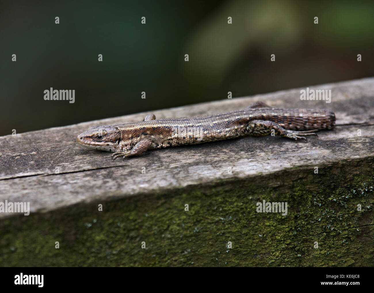 Common Lizard, Lacerta vivipara, well camouflaged on wooden gate, Arne ...