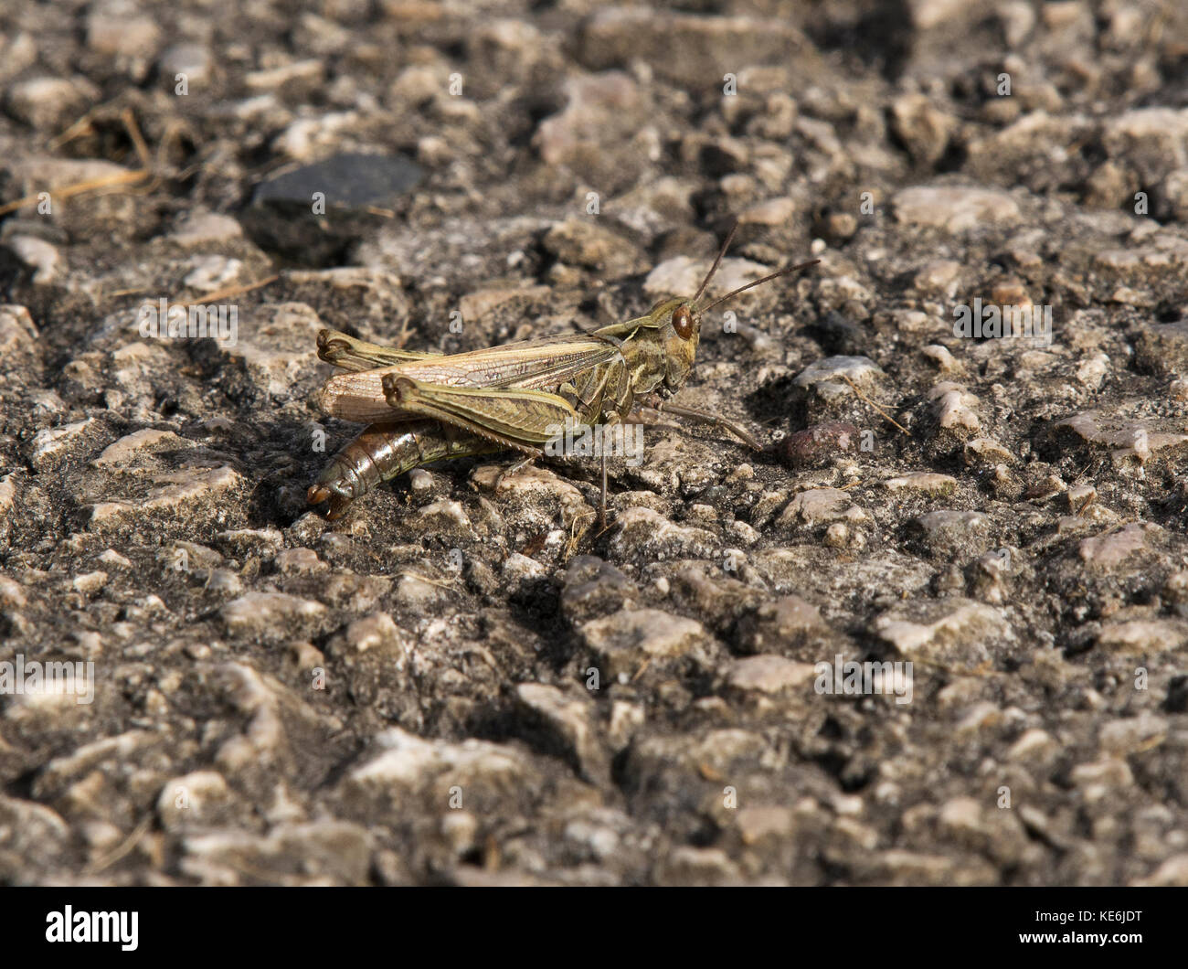 common field grasshopper, Chorthippus brunneus, on concrete path ...