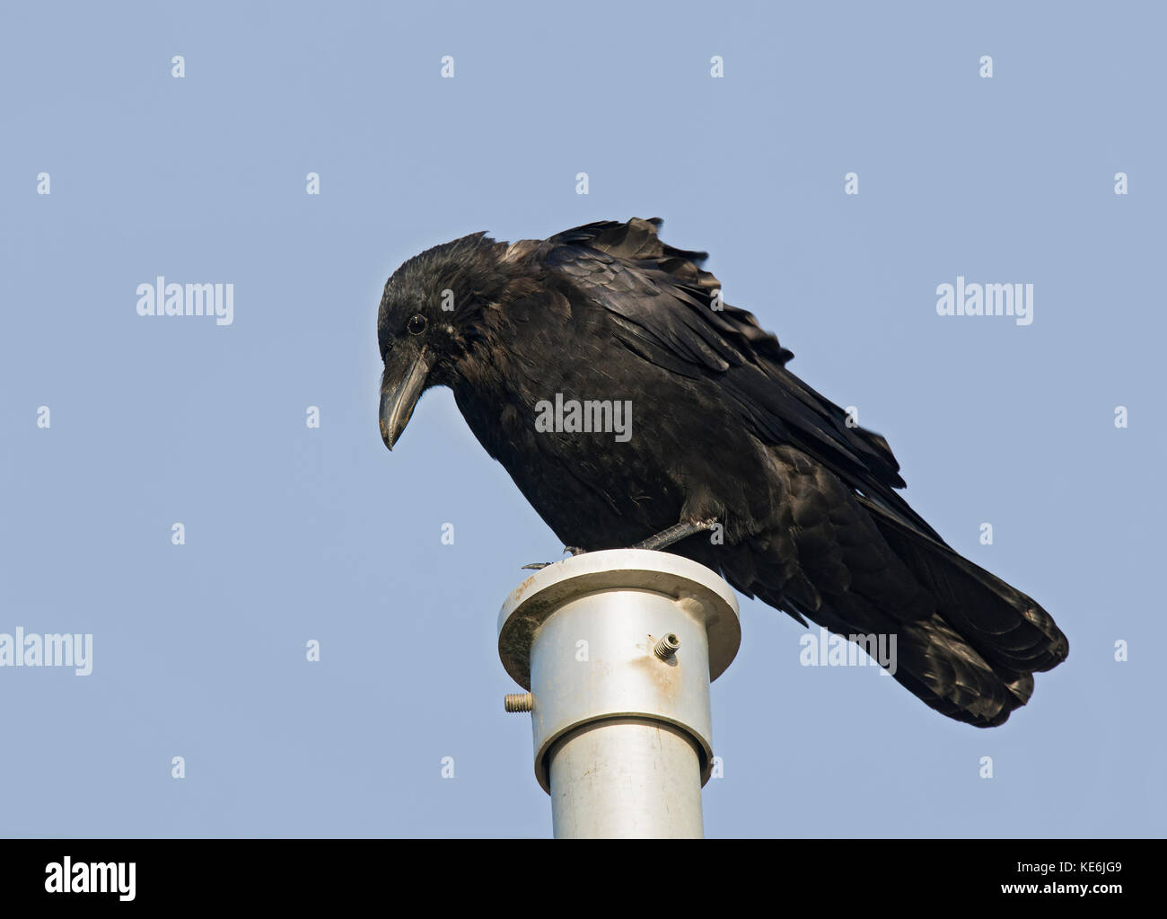 Crows and ravens hi-res stock photography and images - Alamy