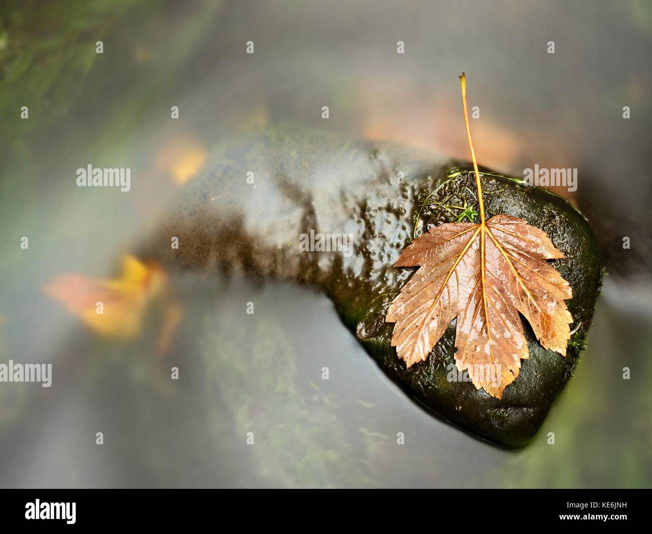 Rotten dark orange maple leaf in wavy stream of cold water. Autumnal ...
