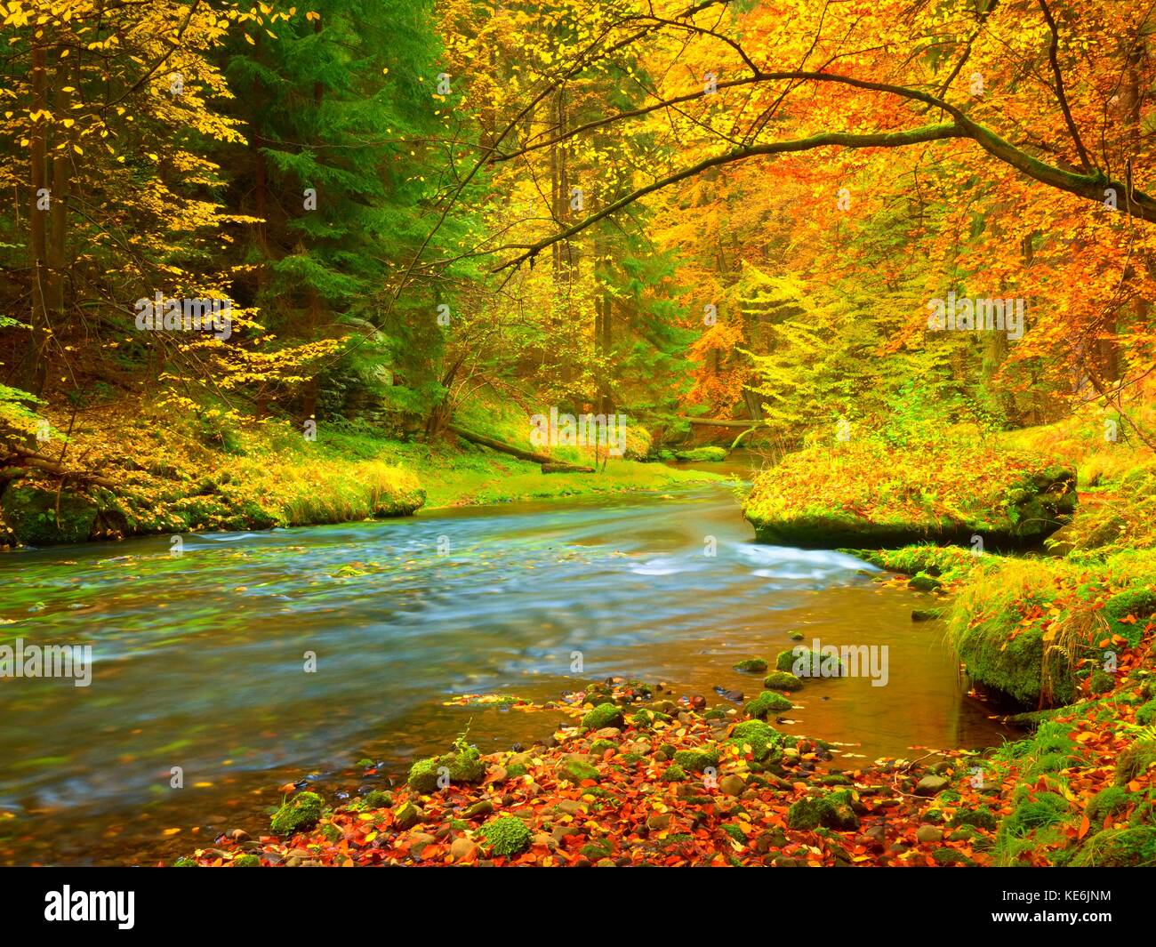 Autumn landscape, colorful leaves on trees, morning at river after rain ...