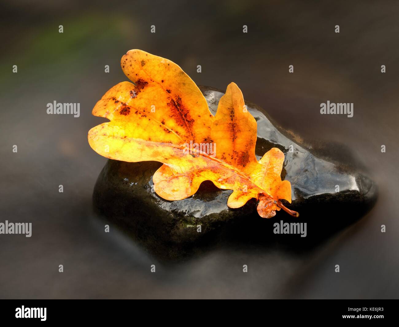 A fall colored leaf resting on a stone with water flowing around it ...
