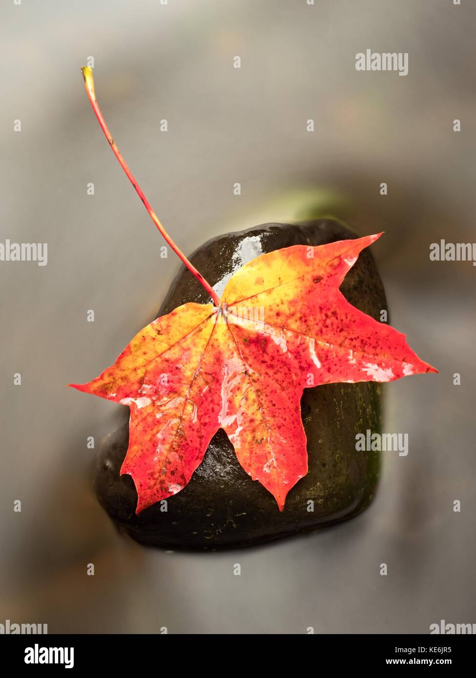 Autumn nature. Detail of rotten orange red maple leaf. Fall leaf lay on ...