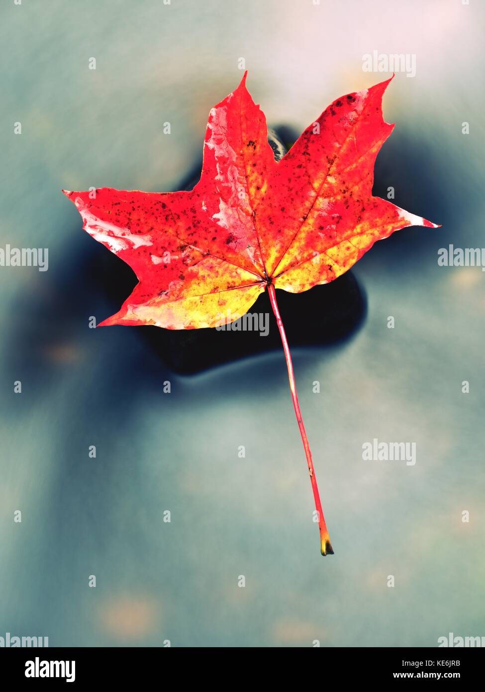 Autumn nature. Detail of rotten orange red maple leaf. Fall leaf lay on ...