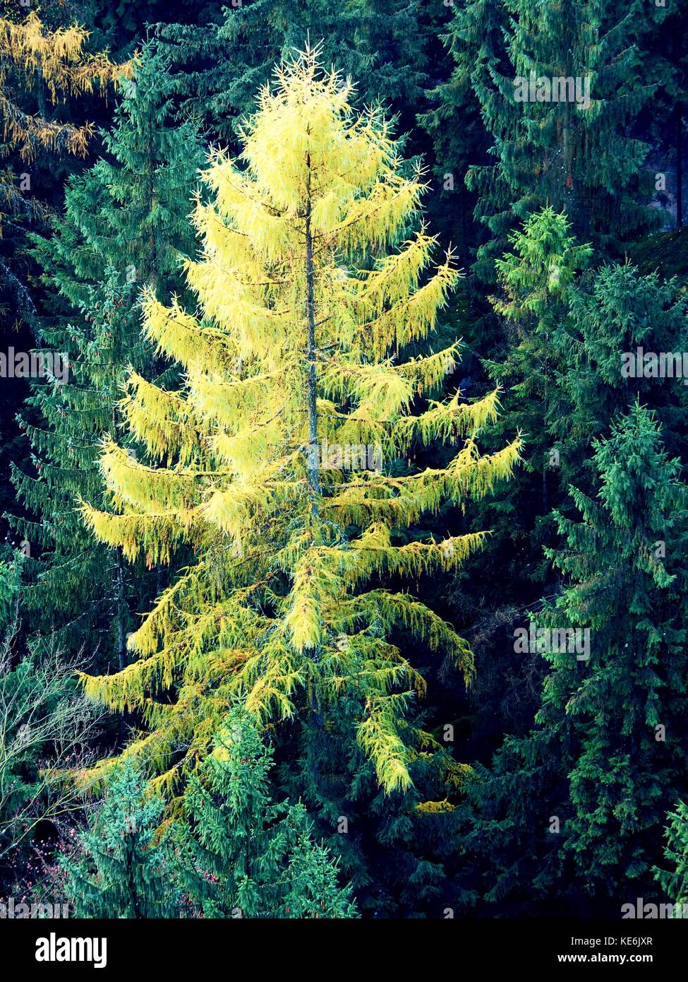Yellow larch tree in mountain forest in autumn. Freeze burned larch ...