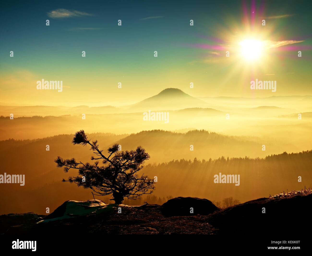 First snow flakes in needles of wild bonsai of pine on sandstone rocks ...