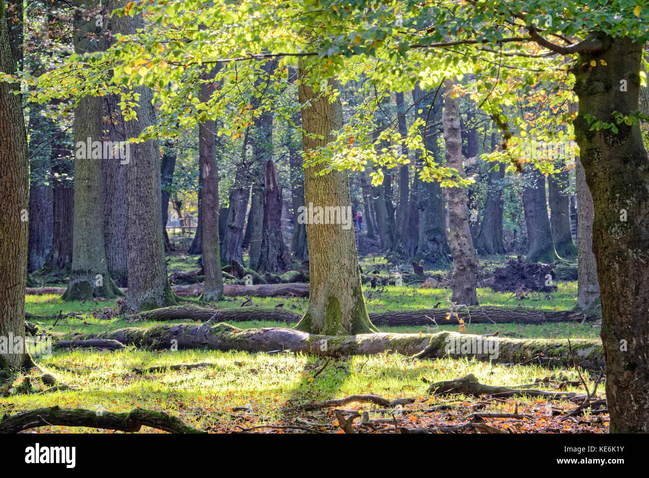 Autumn in Deister by Hanover ,Germany Stock Photo - Alamy