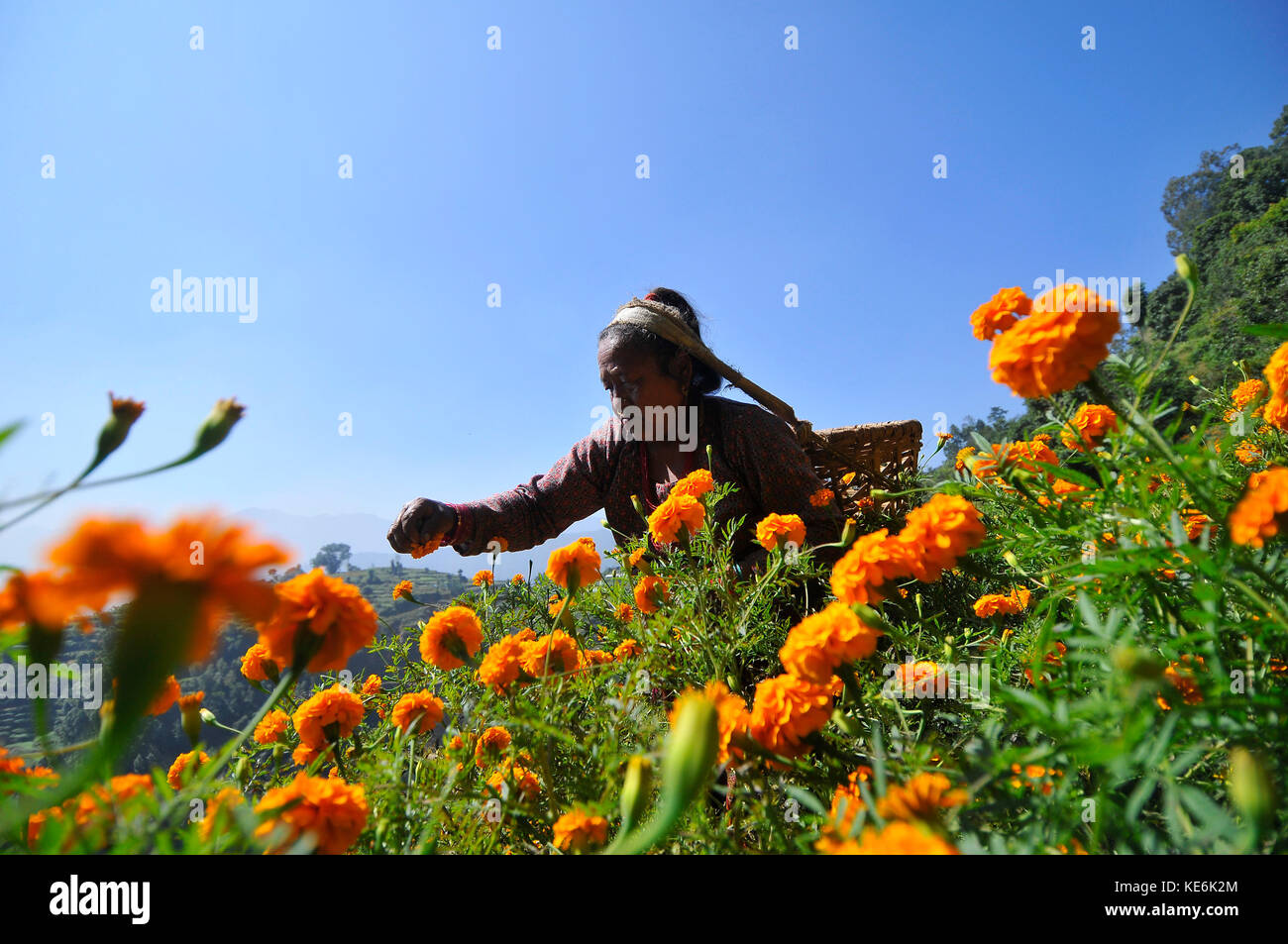 Kathmandu, Nepal. 18th Oct, 2017. An oldwoman picking marigold flower ...