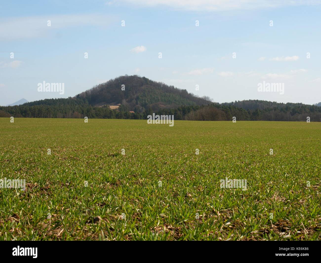 Wheat field and rounded hill. The trails in the spring field of young ...