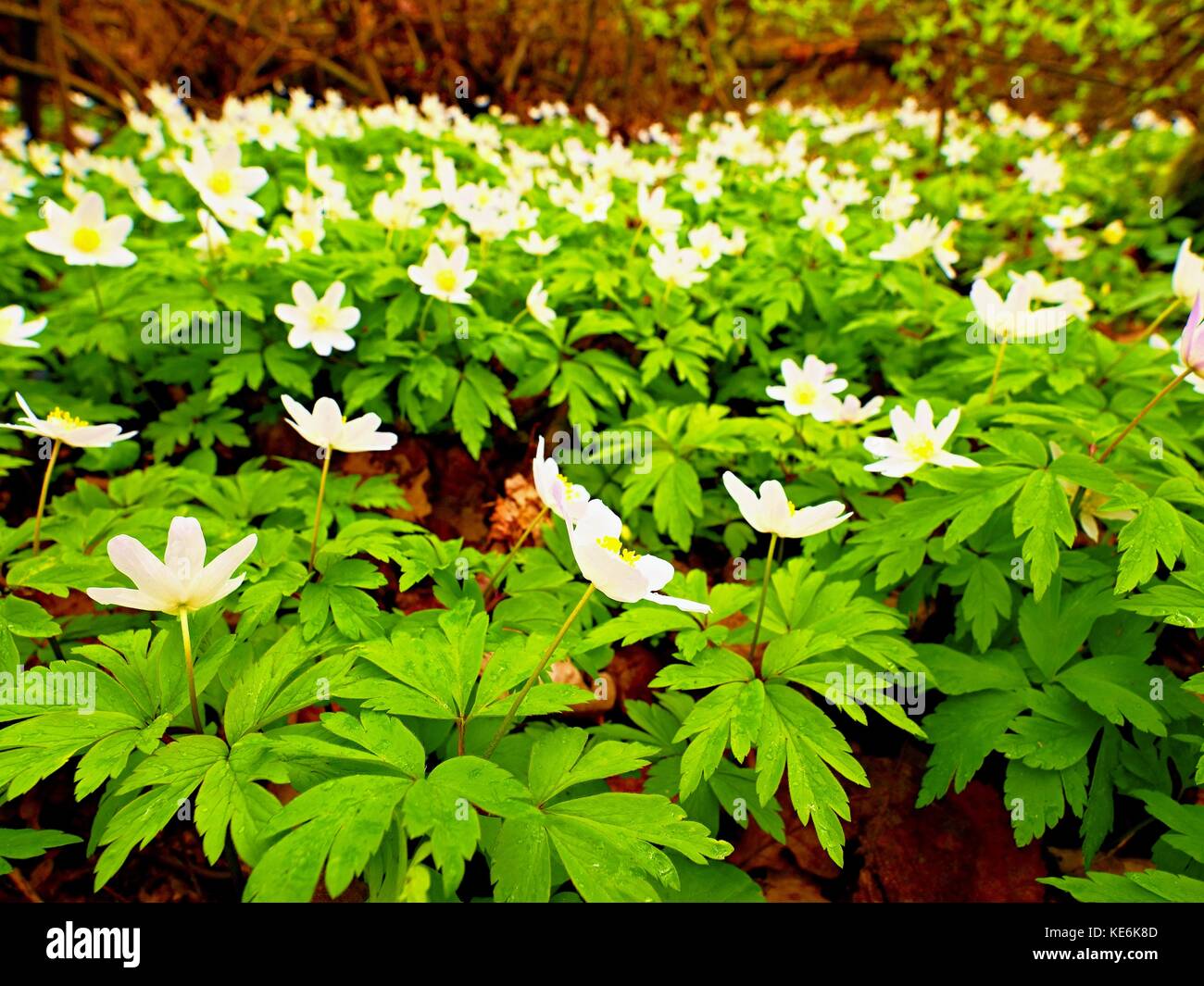 Wood anemones in blossom. Flowering anemone nemorosa (well known as ...