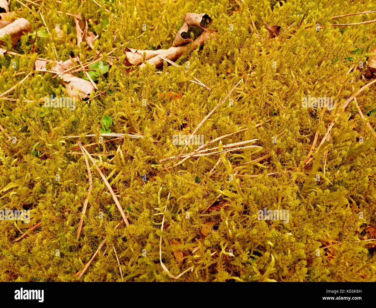 Forest carpet. Old leaves on dry moss in forest. Dry dusty moss, dry ...