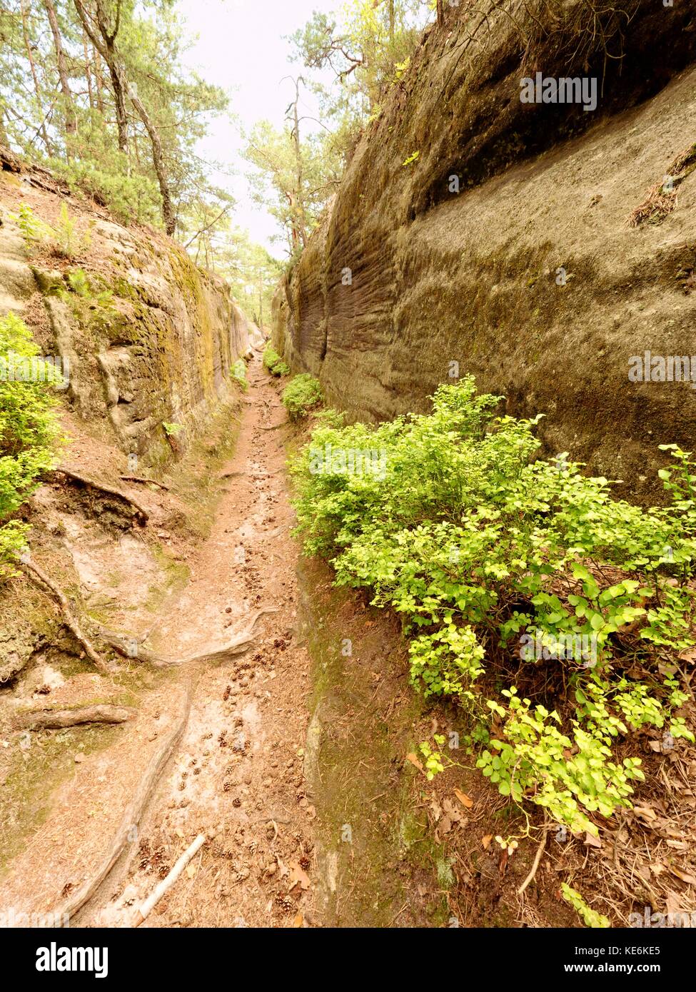 Deep entrance path in sandstone block. Historical path through pine ...