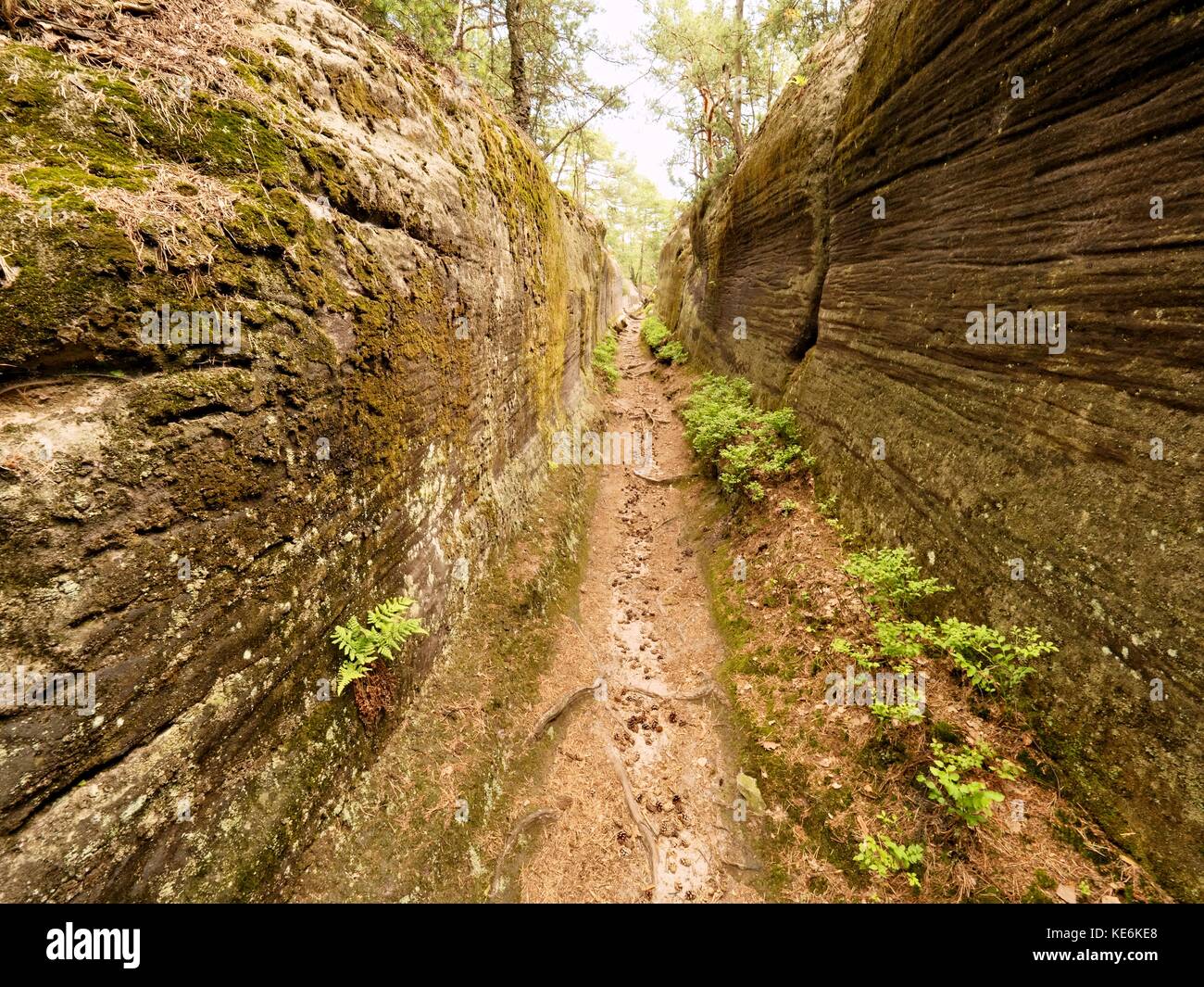 Deep entrance path in sandstone block. Historical path through pine ...