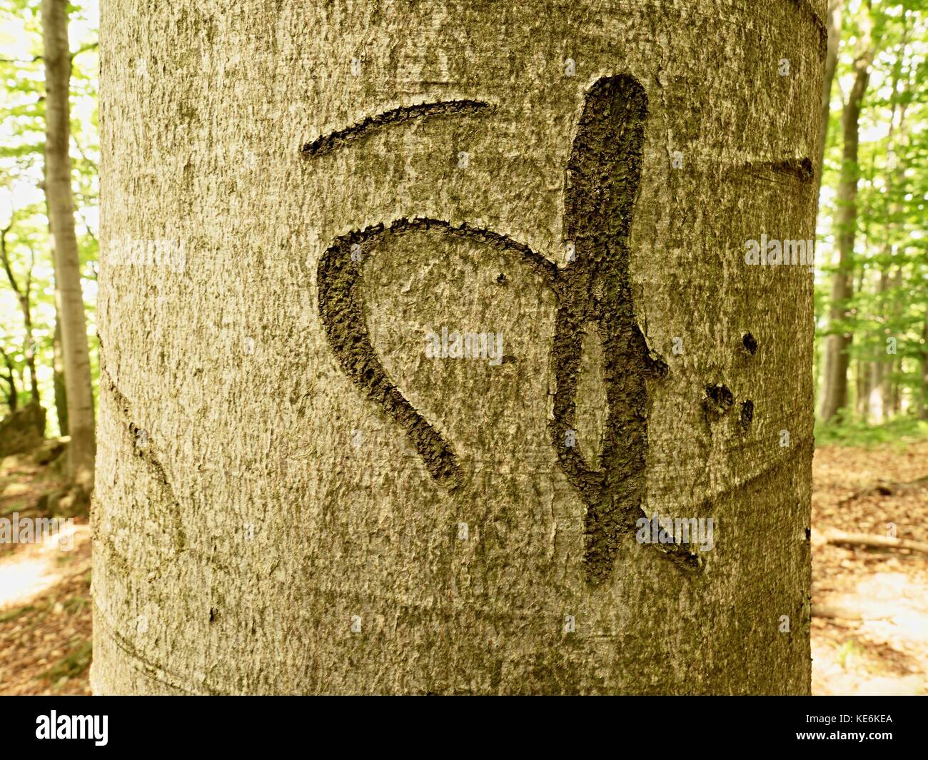 Chinese or Japanese letter. Knife carving on beech tree bark. Tree ...