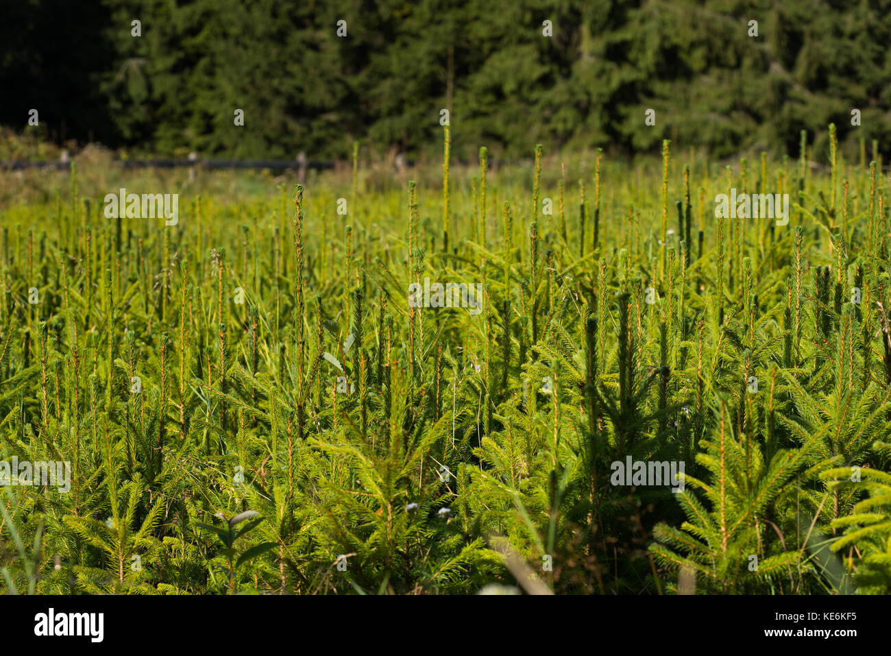 Fir tree nursery, young spruce growing. Fir cultivation Stock Photo - Alamy