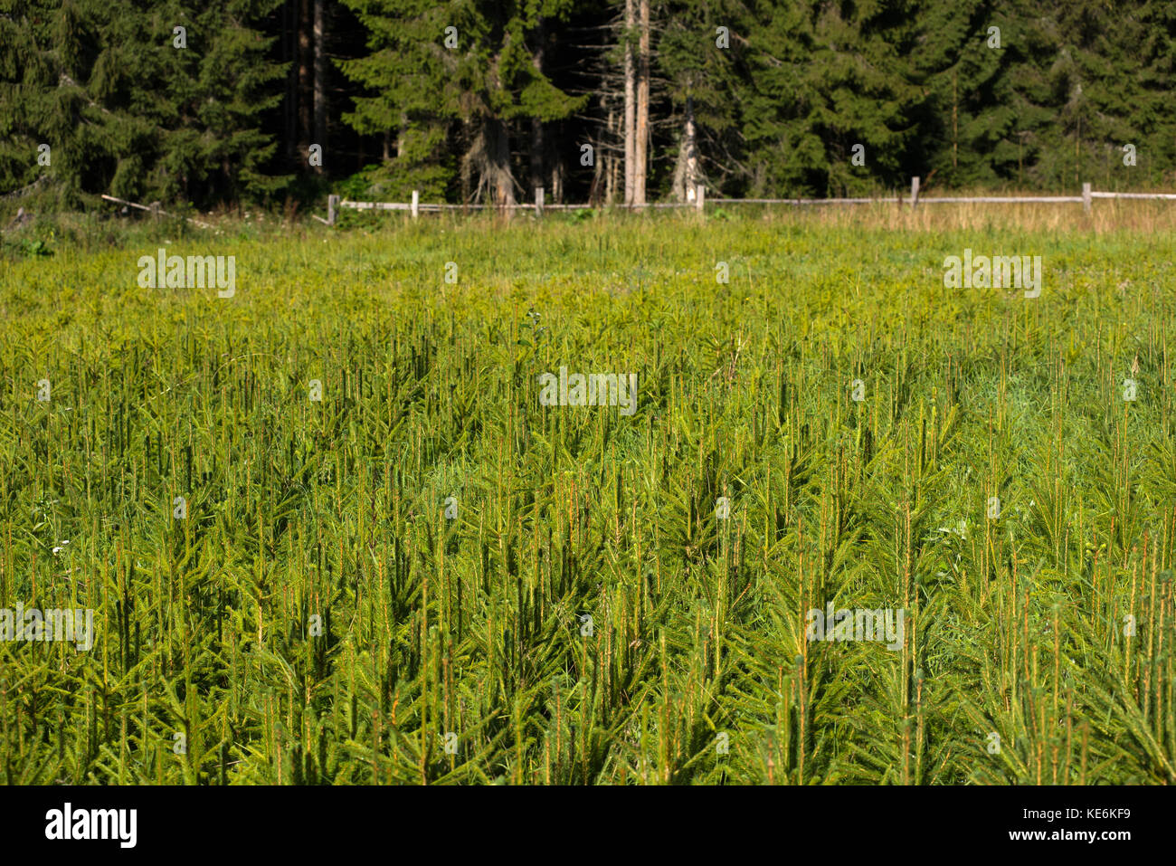 Fir tree nursery, young spruce growing. Fir cultivation Stock Photo - Alamy