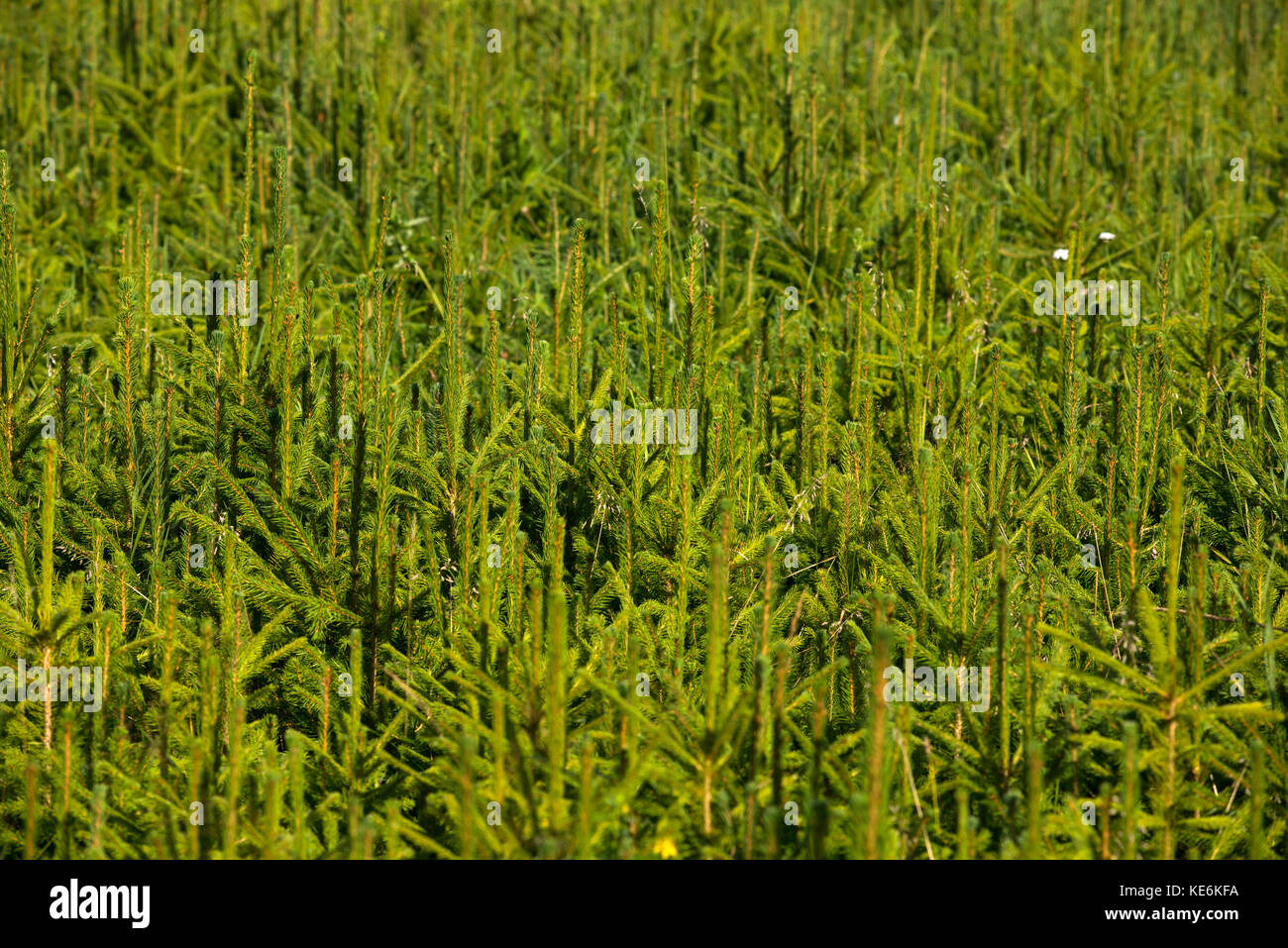 Fir tree nursery, young spruce growing. Fir cultivation Stock Photo - Alamy
