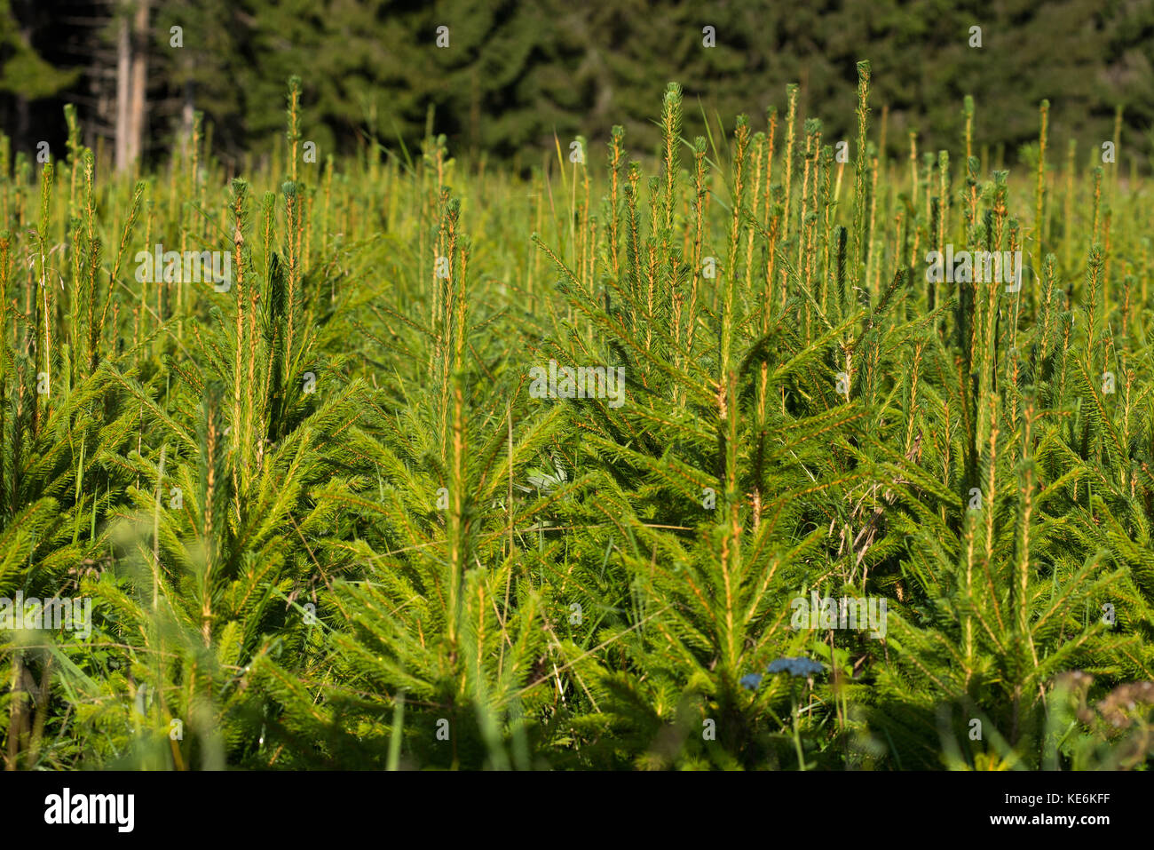 Fir tree nursery, young spruce growing. Fir cultivation Stock Photo - Alamy