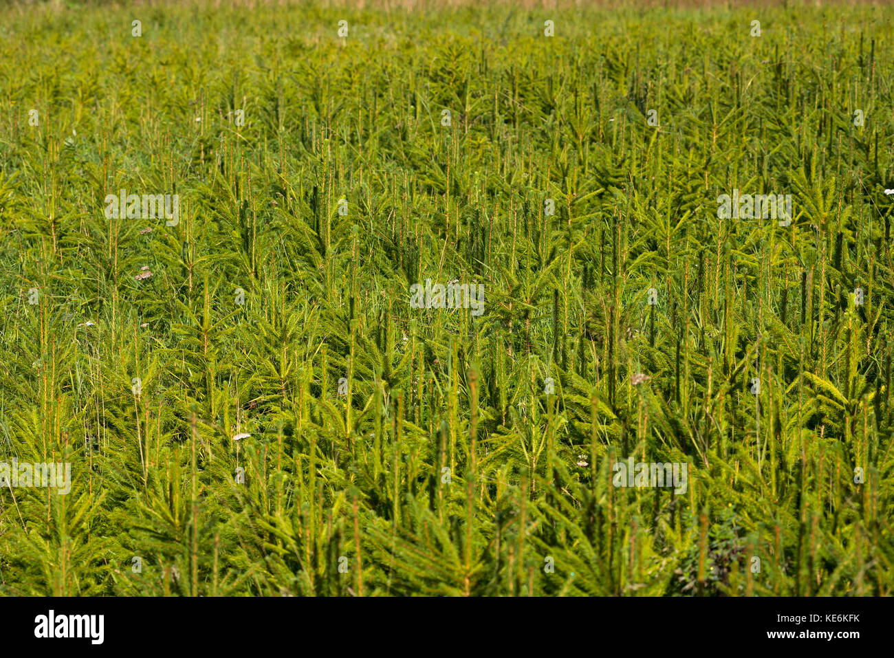 Fir tree nursery, young spruce growing. Fir cultivation Stock Photo - Alamy