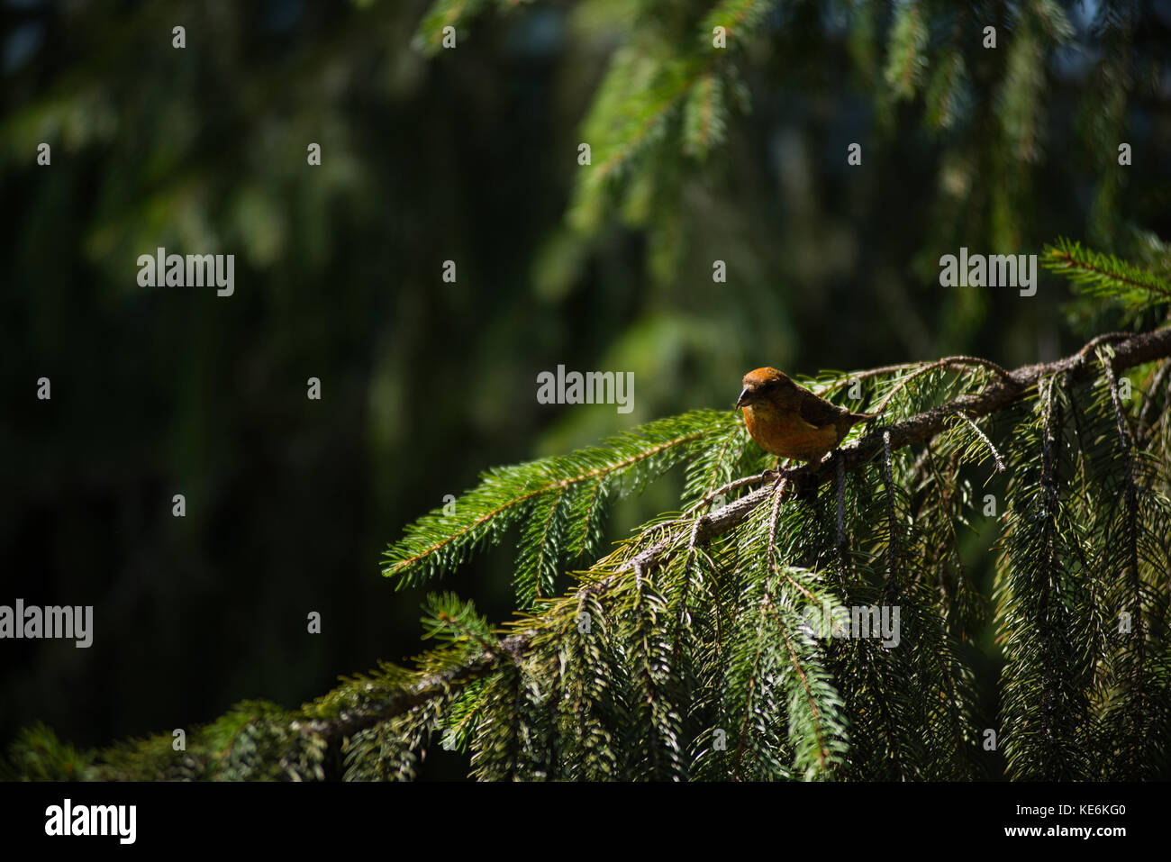 Red crossbill (Loxia curvirostra) a small passerine bird on a fir tree ...