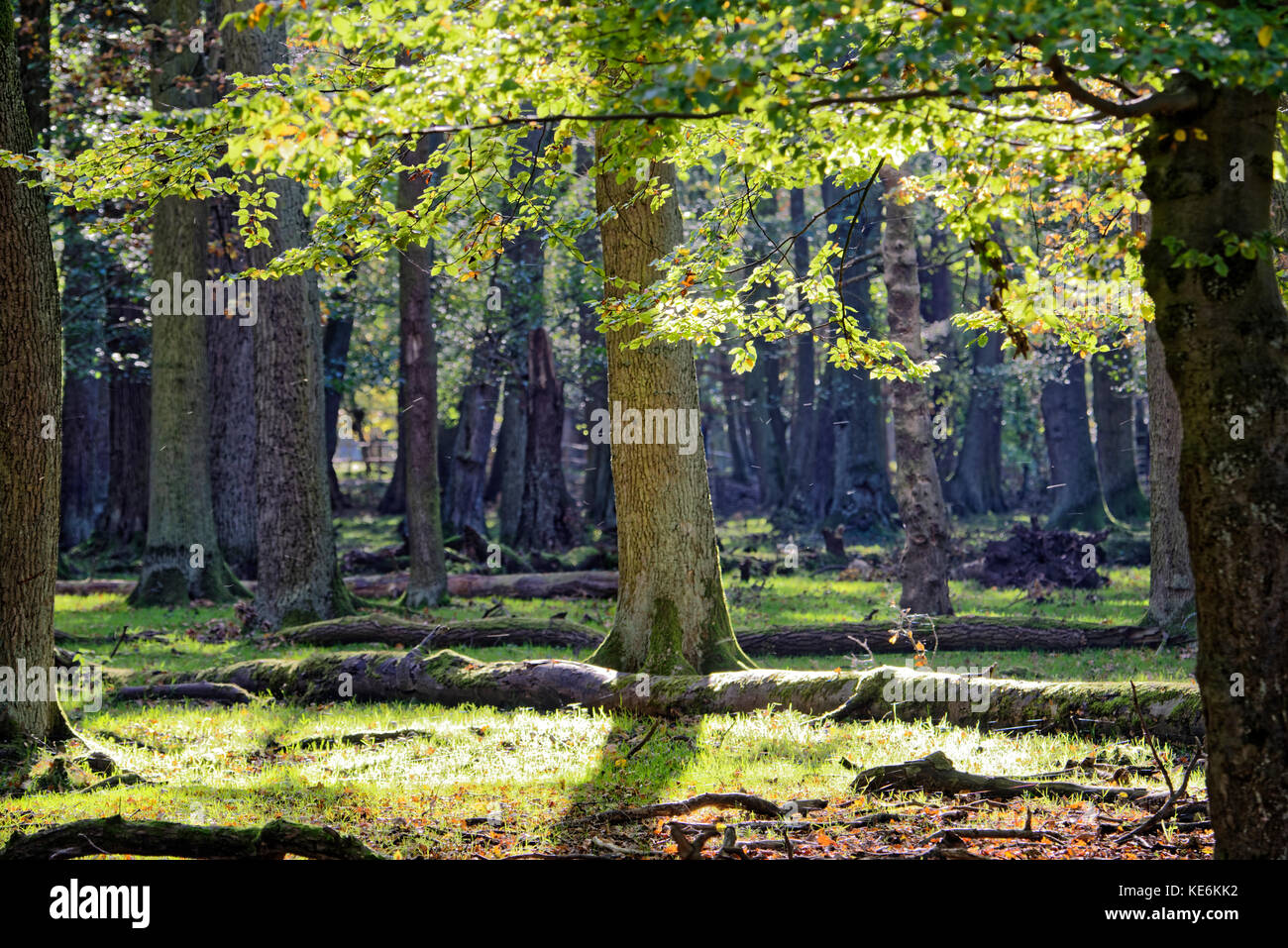 Autumn in Deister by Hanover ,Germany Stock Photo - Alamy