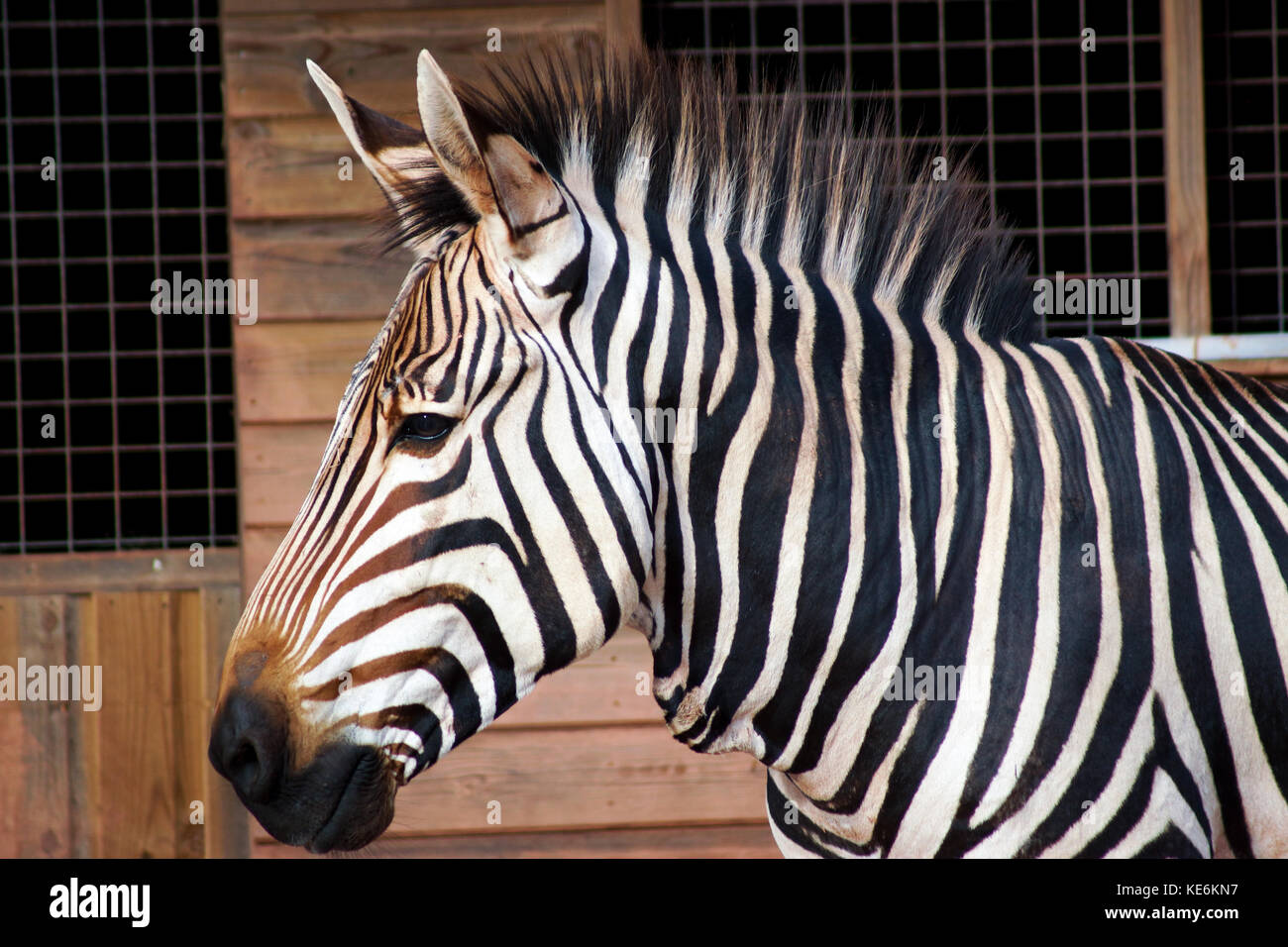 A Zebra outside stables in Devon, UK Stock Photo - Alamy