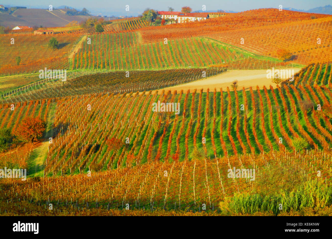 land cultivated with vineyards 2 Stock Photo - Alamy