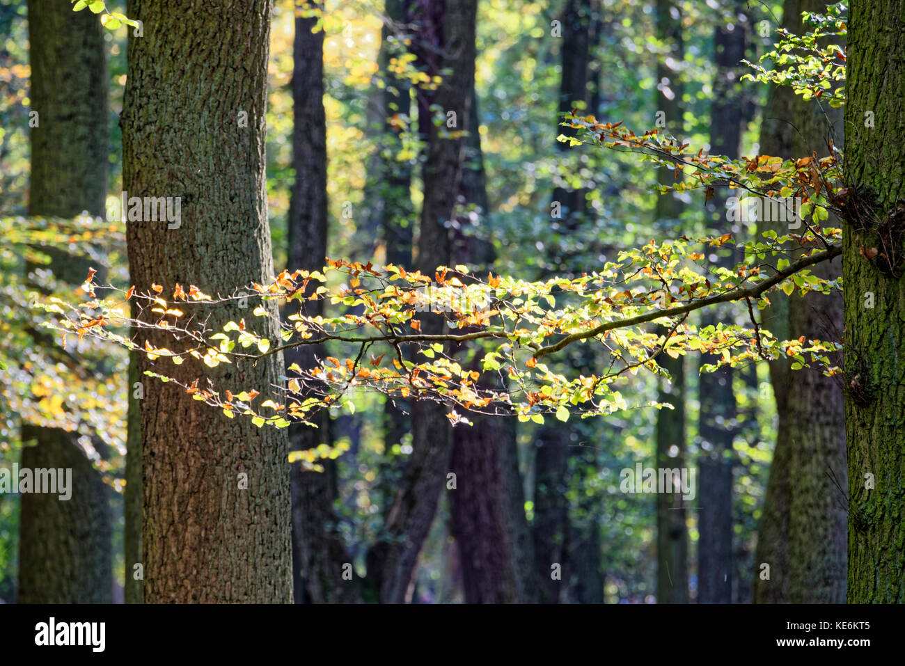 Springe on the deister hi-res stock photography and images - Alamy