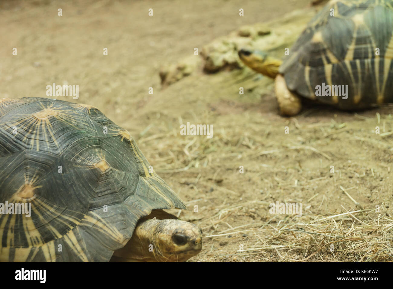 Two Radiated Tortoise in Devon, UK Stock Photo - Alamy