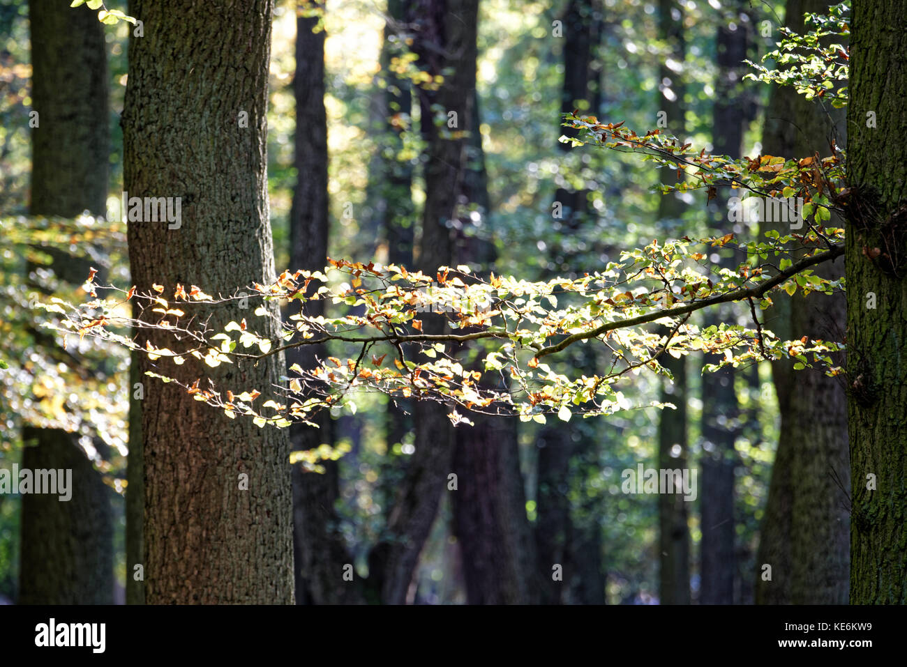 Autumn in Deister by Hanover ,Germany Stock Photo - Alamy