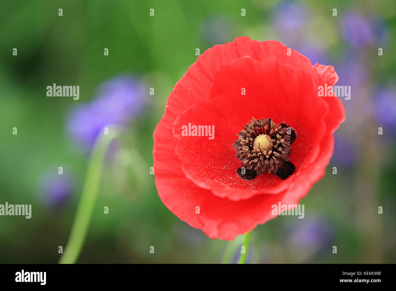 One red poppy flower Stock Photo - Alamy