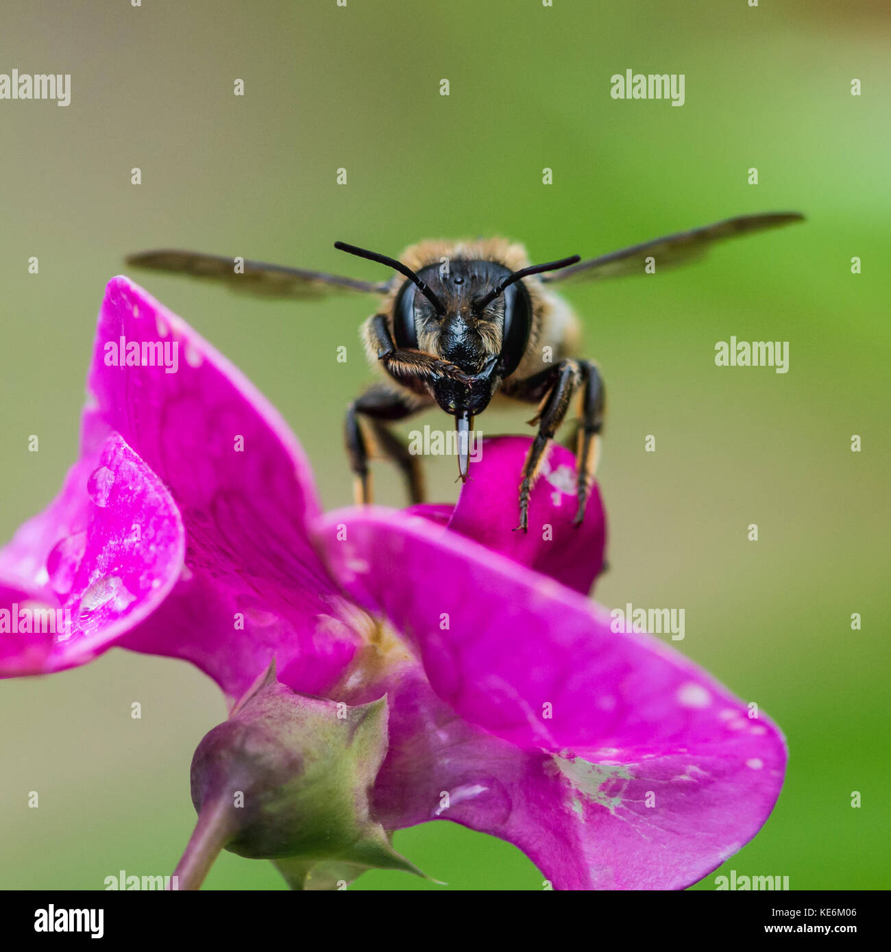 A macro shot of a leaf cutter bee collecting pollen from a pink sweet ...