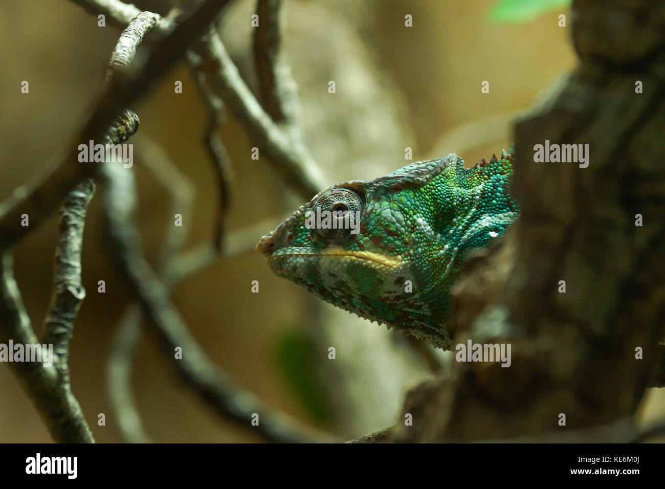 A chameleon looks at the camera on a branch in Devon, UK Stock Photo ...