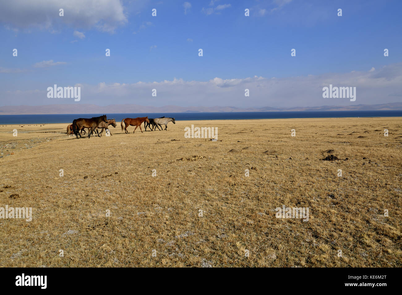 Issyk-Kul Region, Karakichi, Lake Sonkel, Kyrgyzstan Stock Photo - Alamy