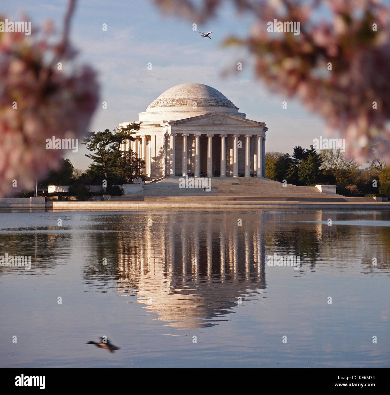 Thomas Jefferson Memorial during the Cherry Blossom Festival in Washington D.C with birds in ...