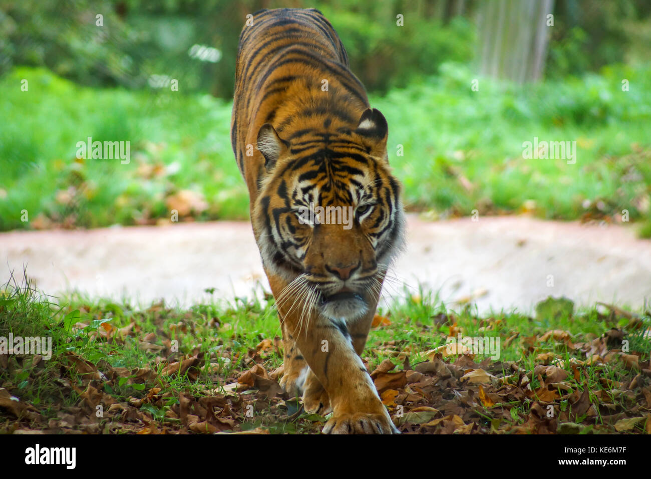 A tiger prowls in Devon, UK Stock Photo - Alamy