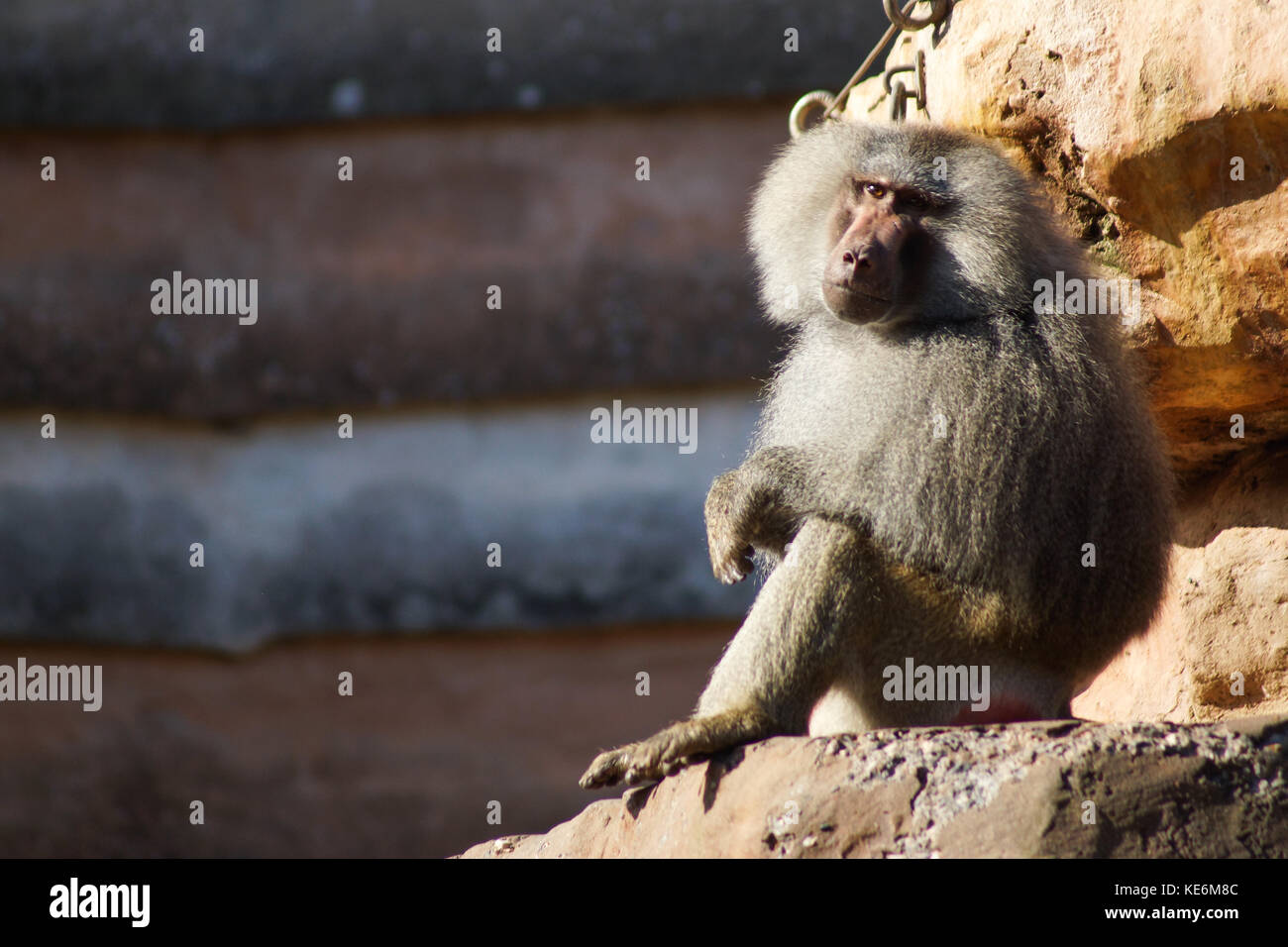 A baboon sits on a rock in Devon, UK Stock Photo - Alamy