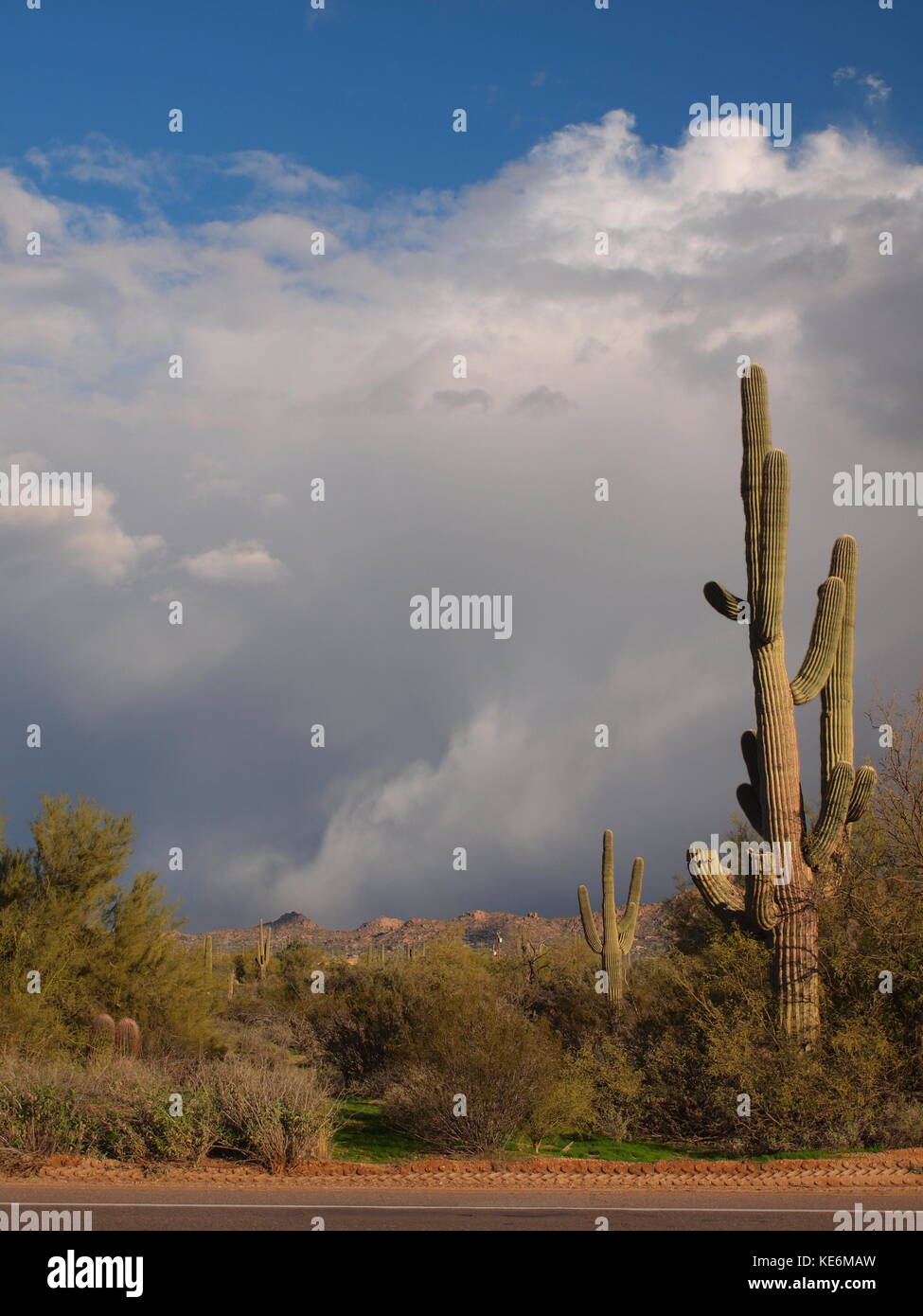 Saguaro cactus storm desert hi-res stock photography and images - Alamy