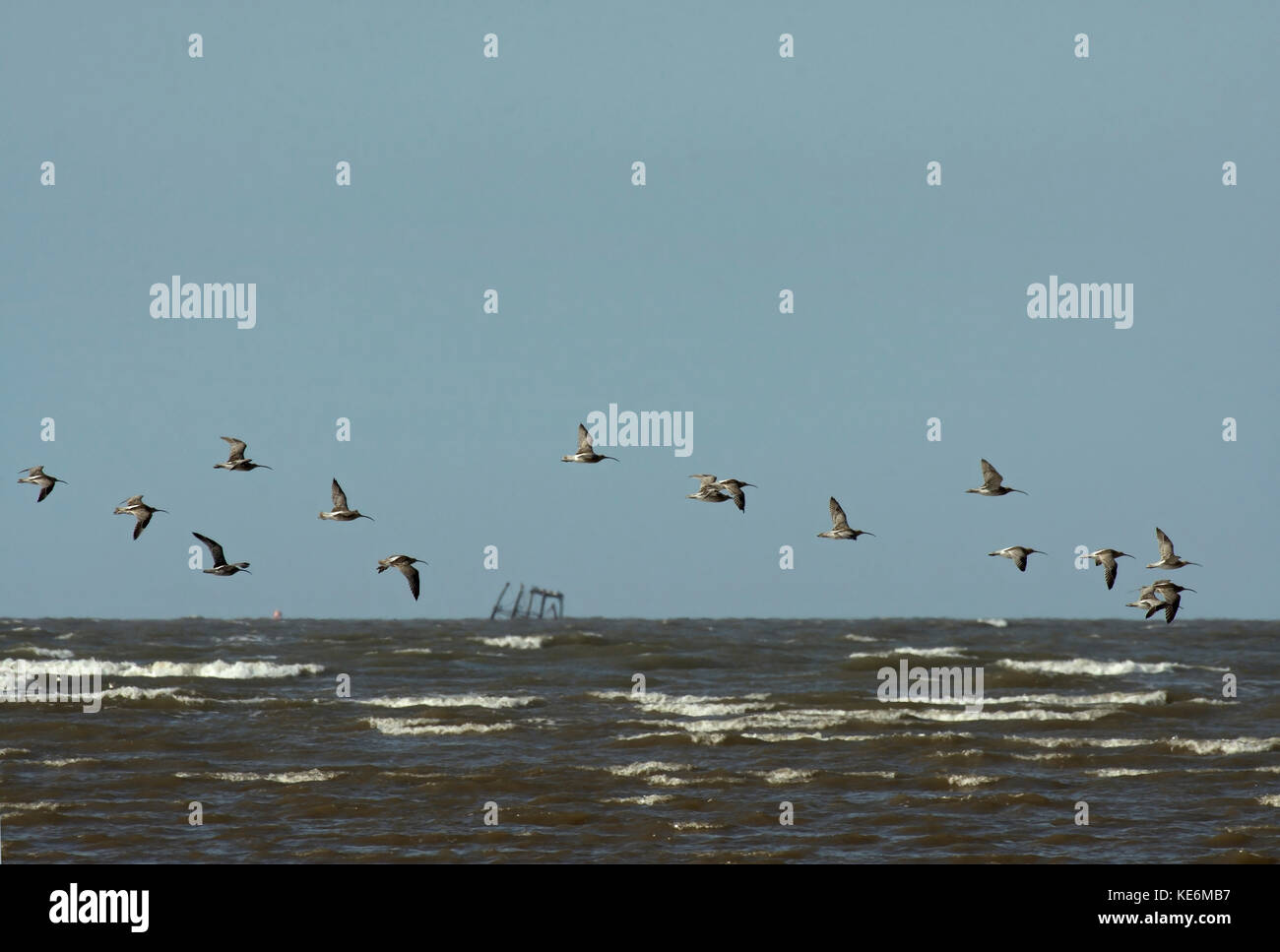 Curlew, Numenius arquata, flying over Morecambe Bay, with sinking Wyre ...