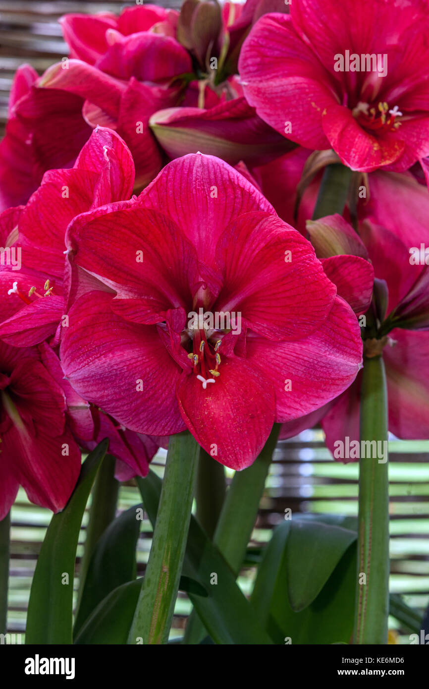 Hippeastrum Stock Photos & Hippeastrum Stock Images - Alamy