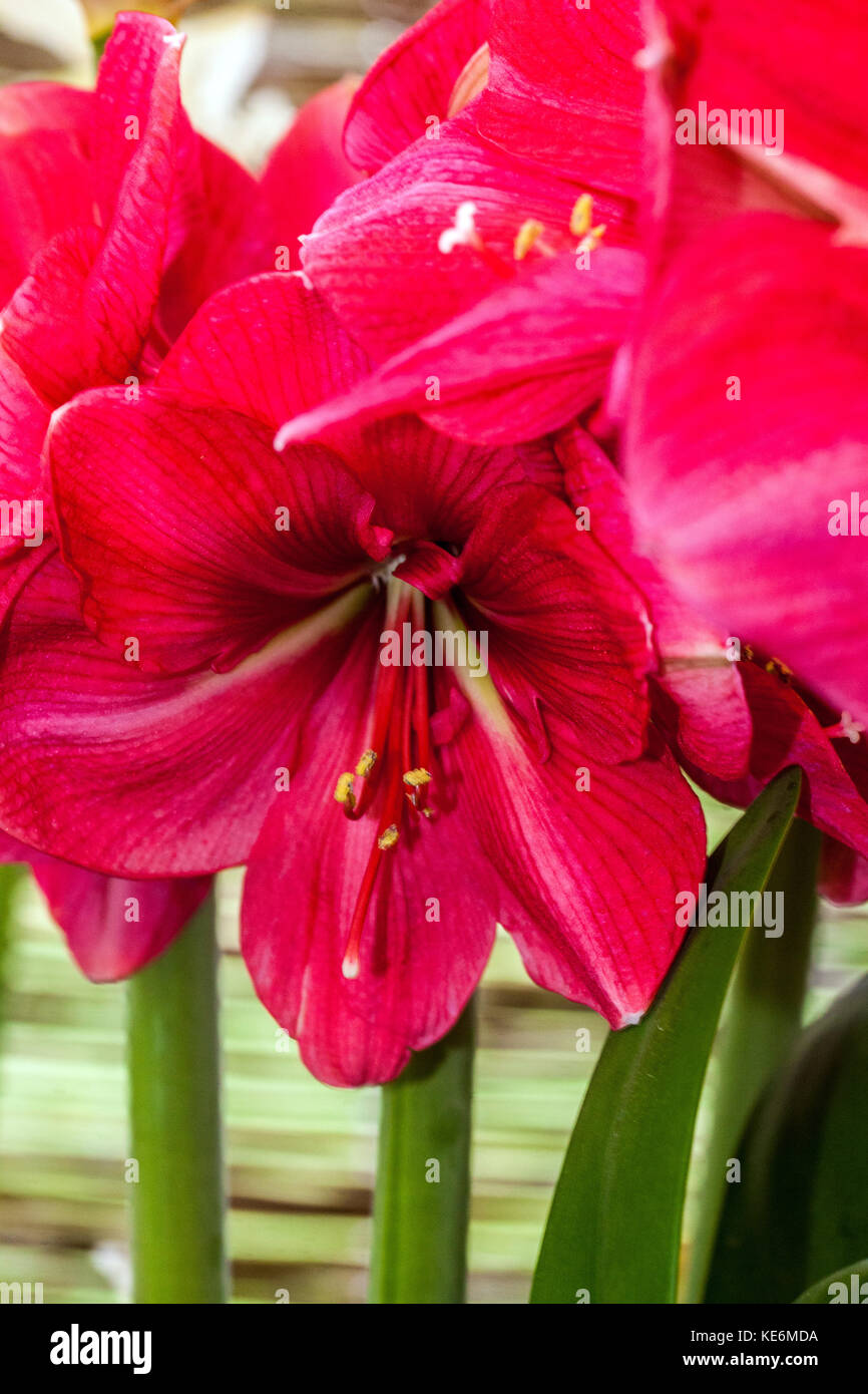 Hippeastrum Stock Photos & Hippeastrum Stock Images - Alamy